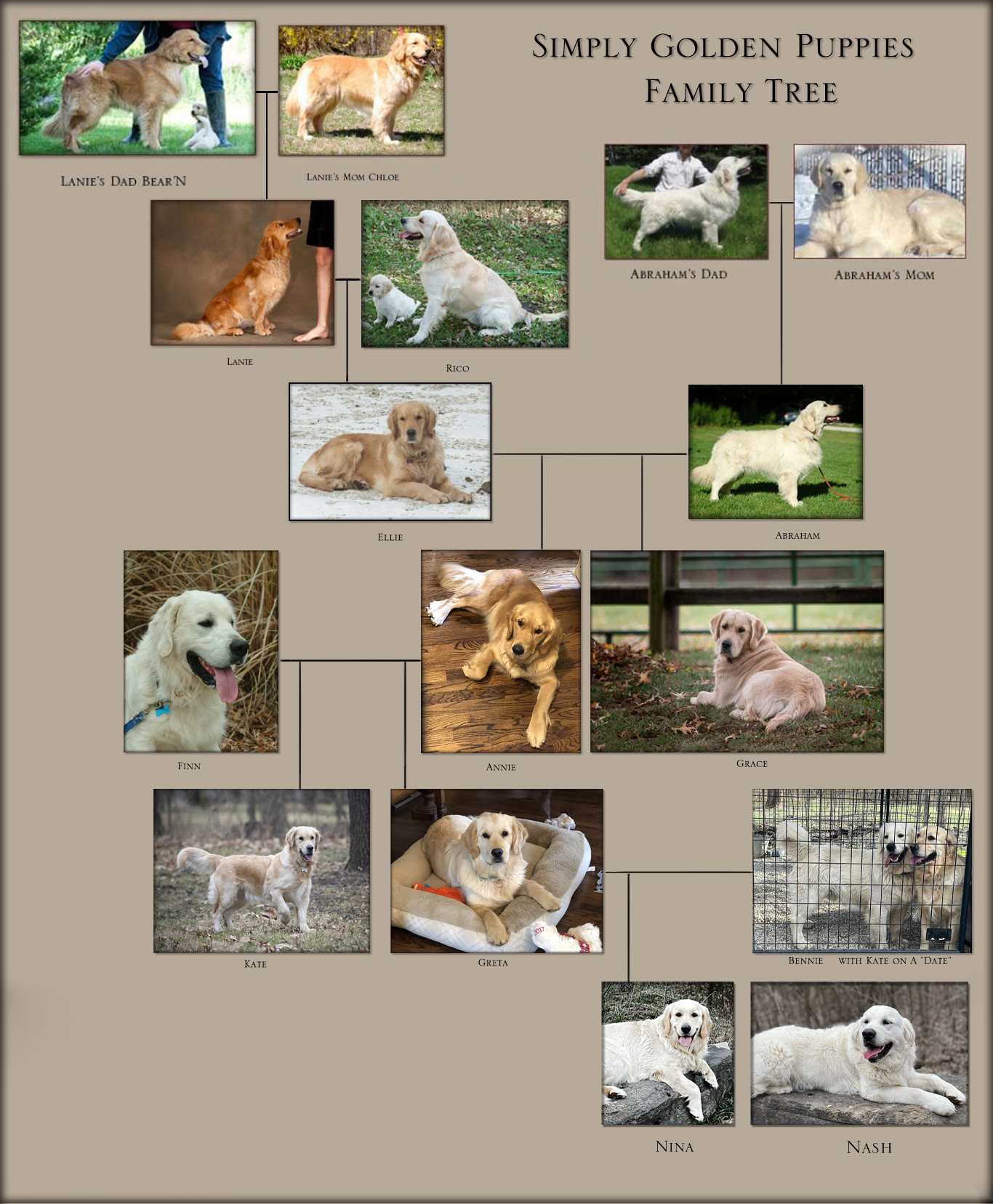 Our Golden Retriever Family Tree - Simply Golden Puppies